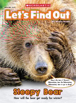 Sleepy Bear - Nov / Dec 2018