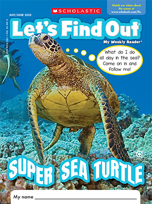 Super Sea Turtle - May / June 2020